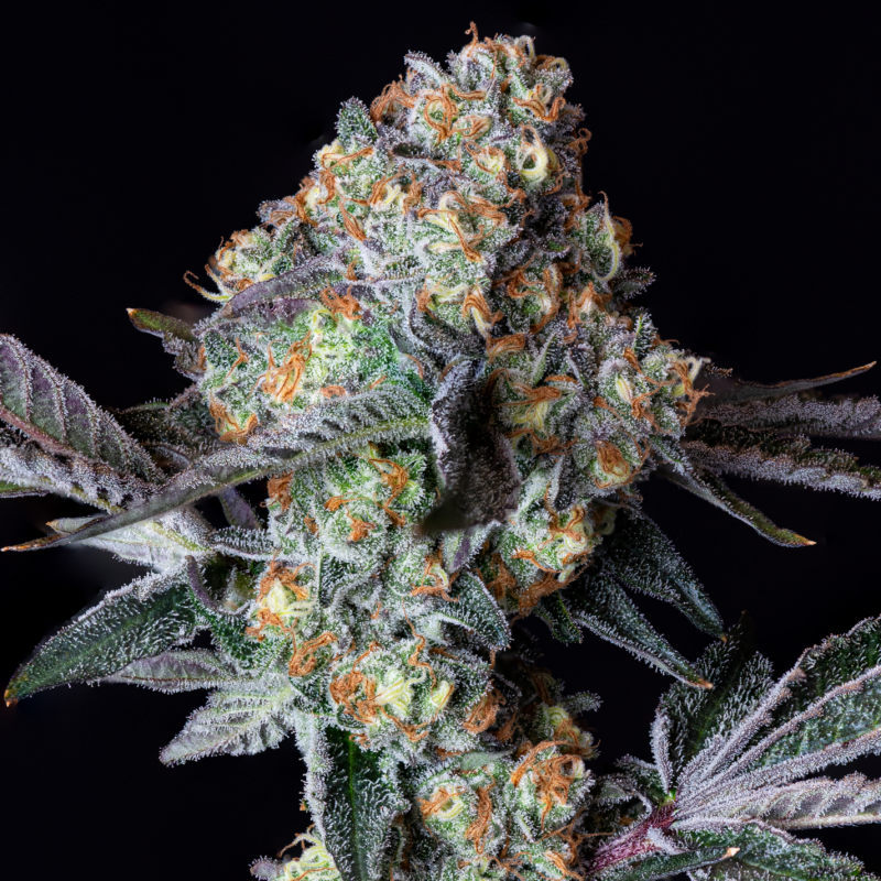 Offerings - Cult Cannabis Co.