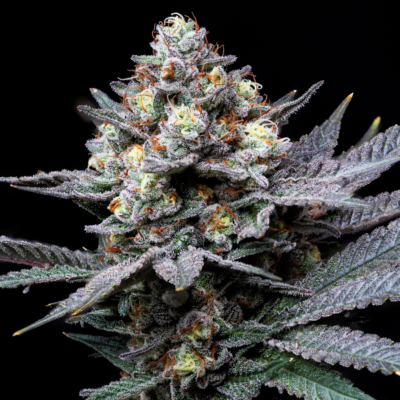 Offerings - Cult Cannabis Co.