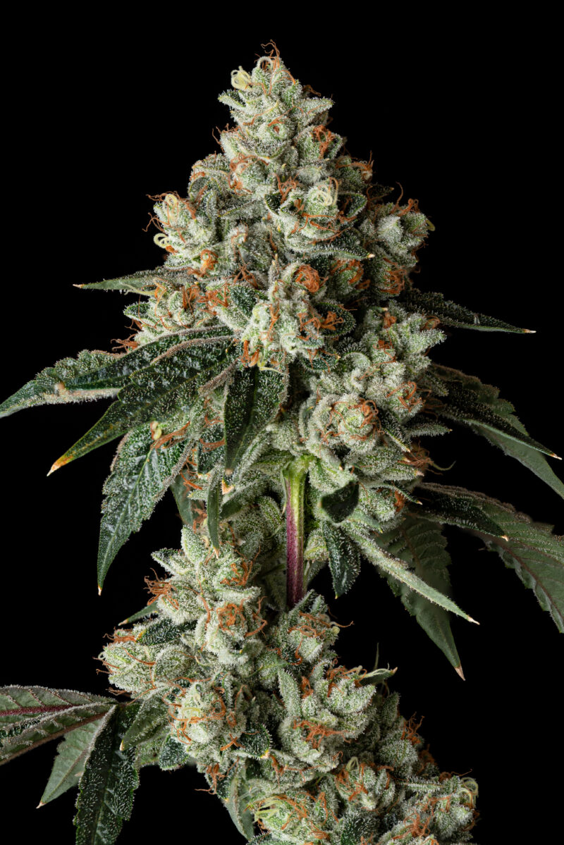 Offerings - Cult Cannabis Co.